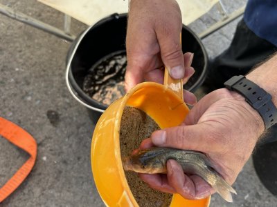 NEK EAD - PRESS RELEASE